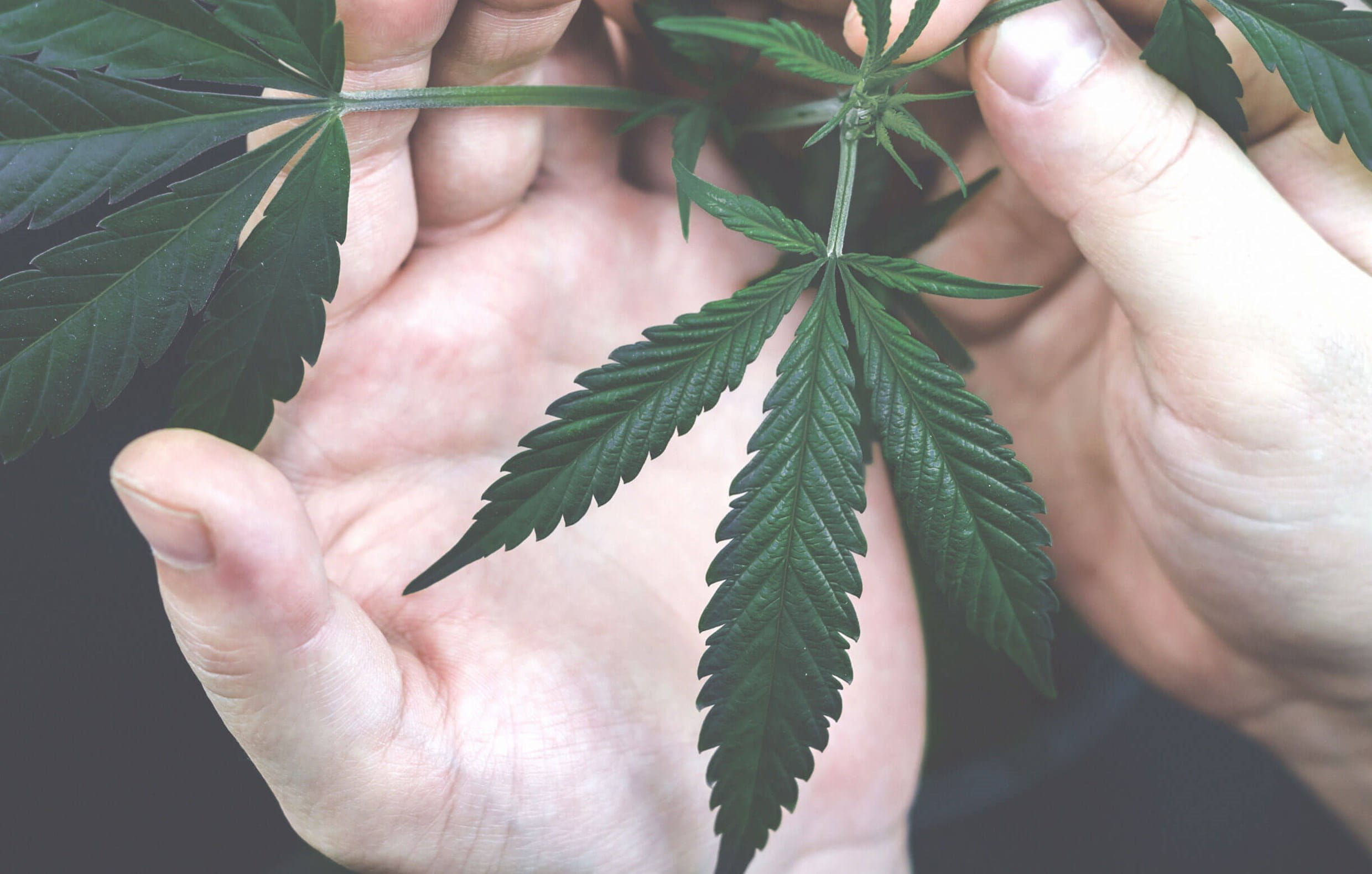 New evidence suggests stronger link between teen cannabis use and ... New evidence suggests stronger link between teen cannabis use and ...